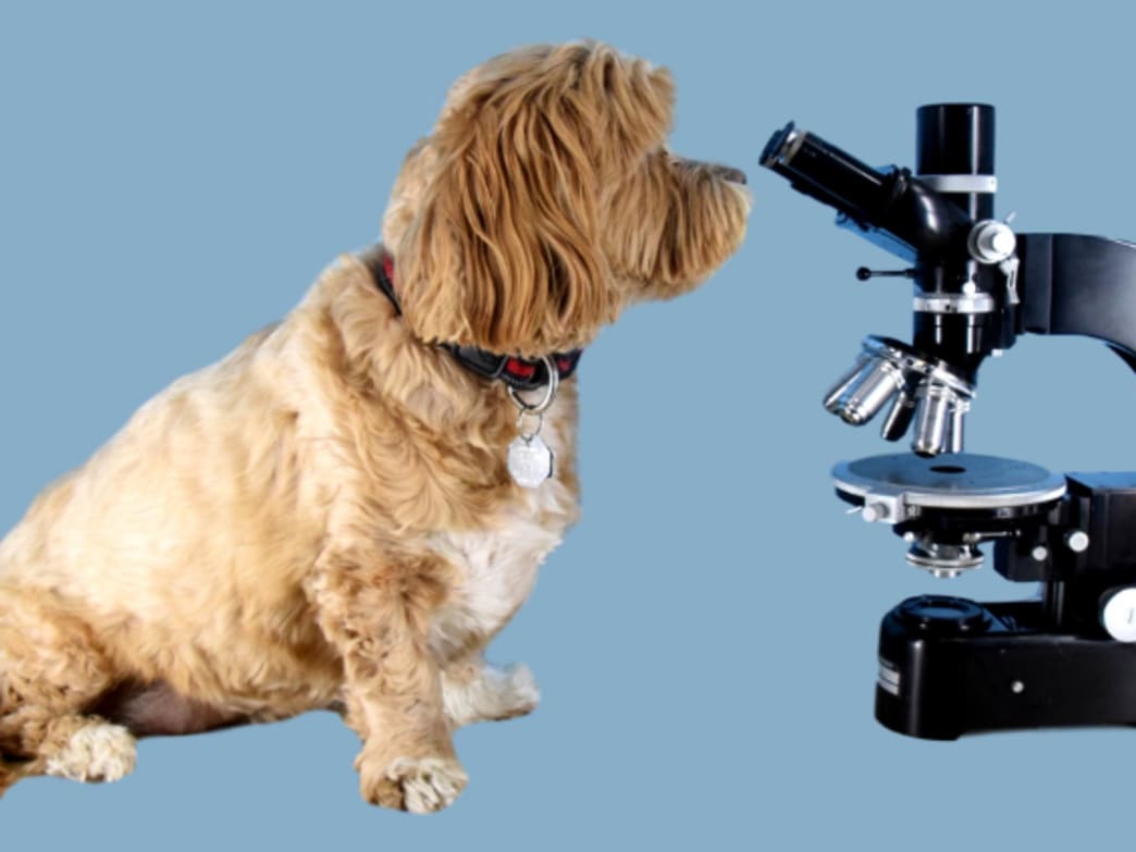 Veterinary Microscopes – Microscope Central