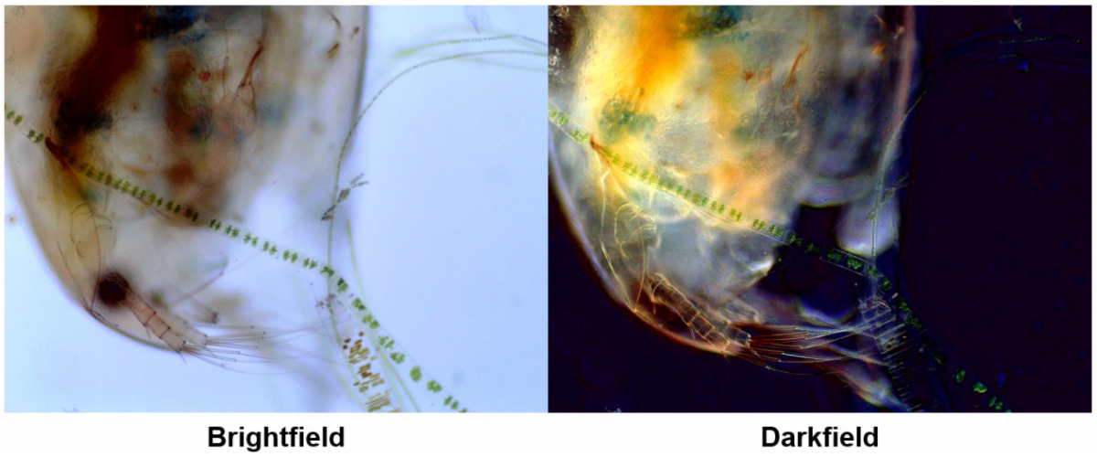 Darkfield Microscope for Students | Accu-Scope EXM-150 – Microscope Central