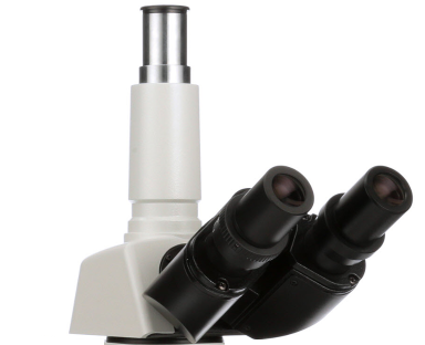 Heads – Microscope Central