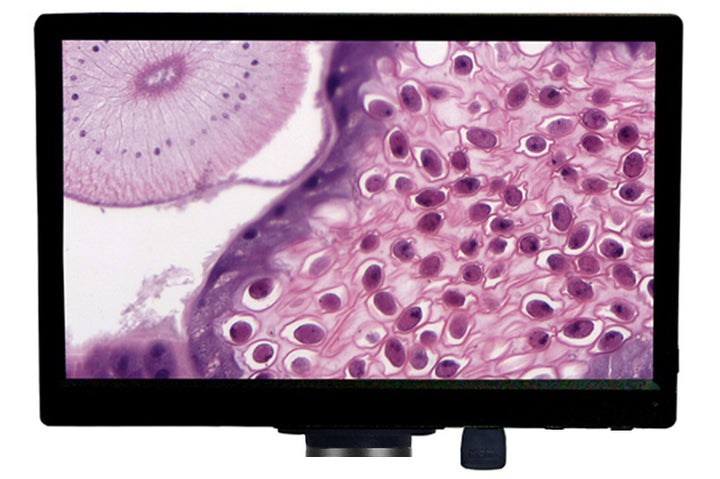 Microscope Cameras – Microscope Central